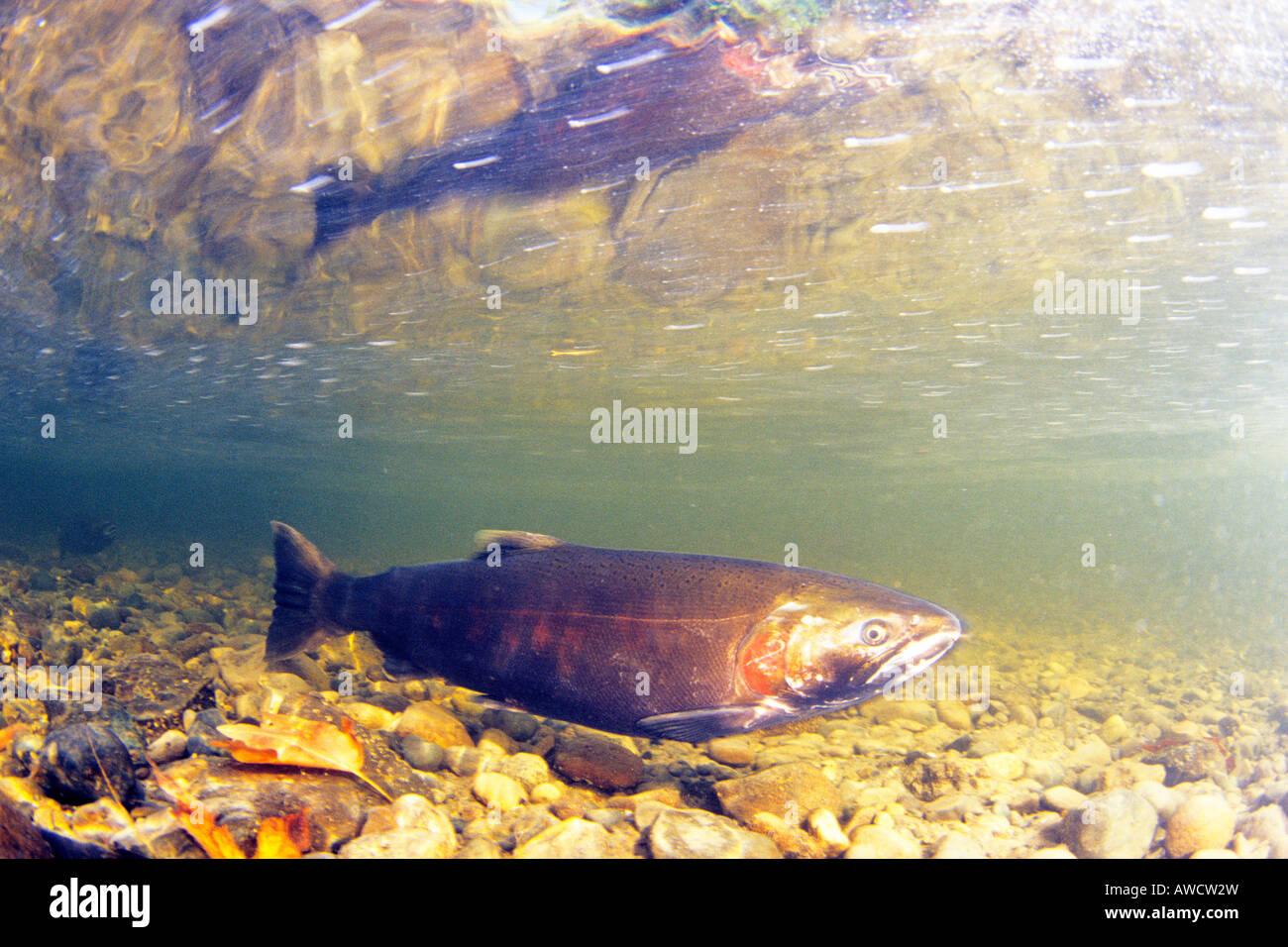 Coho Salmon migrating to spawning grounds, Washington State Stock Photo ...