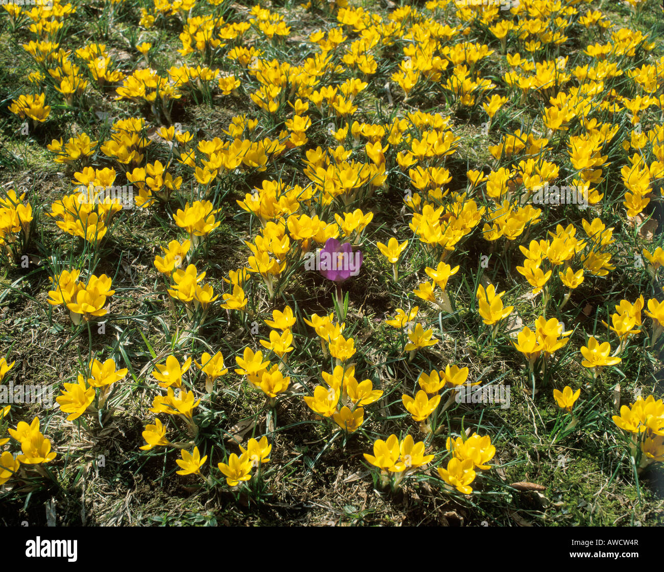 Crocus spring meadow Stock Photo - Alamy