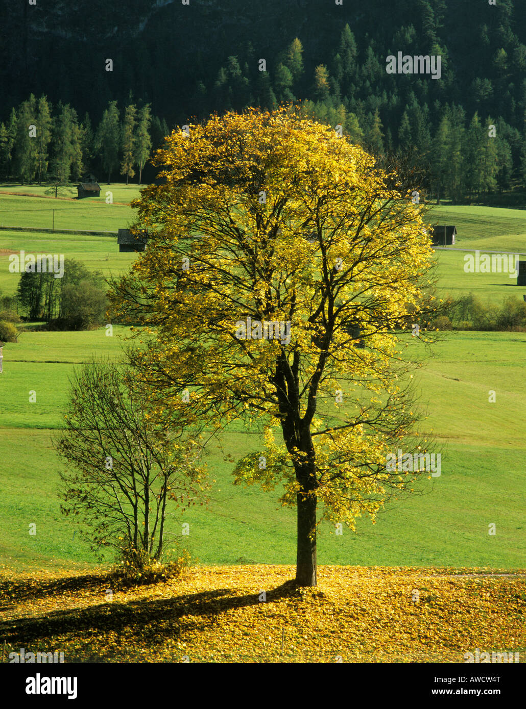 Almwiese herbst hi-res stock photography and images - Alamy