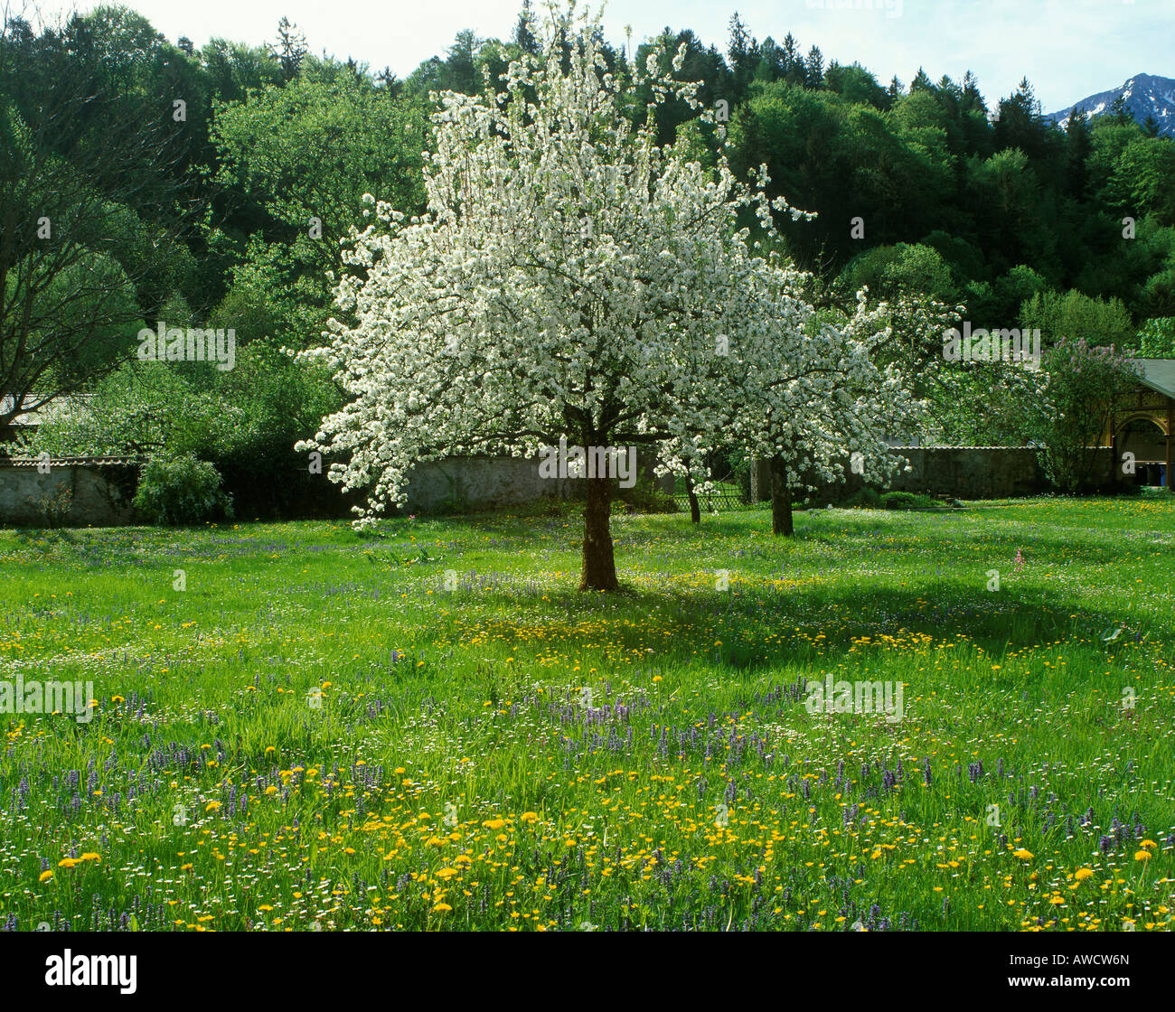 Blossom tree hi-res stock photography and images - Alamy
