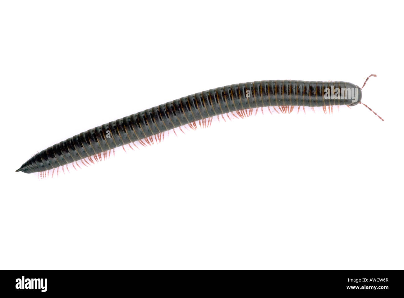 Spain Canary Islands La Palma Millipede Millepede Myriapoda Tracheata ...