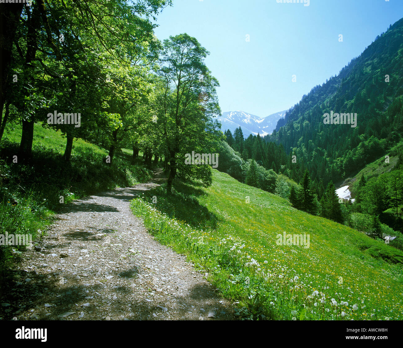 Alley tree hi-res stock photography and images - Alamy
