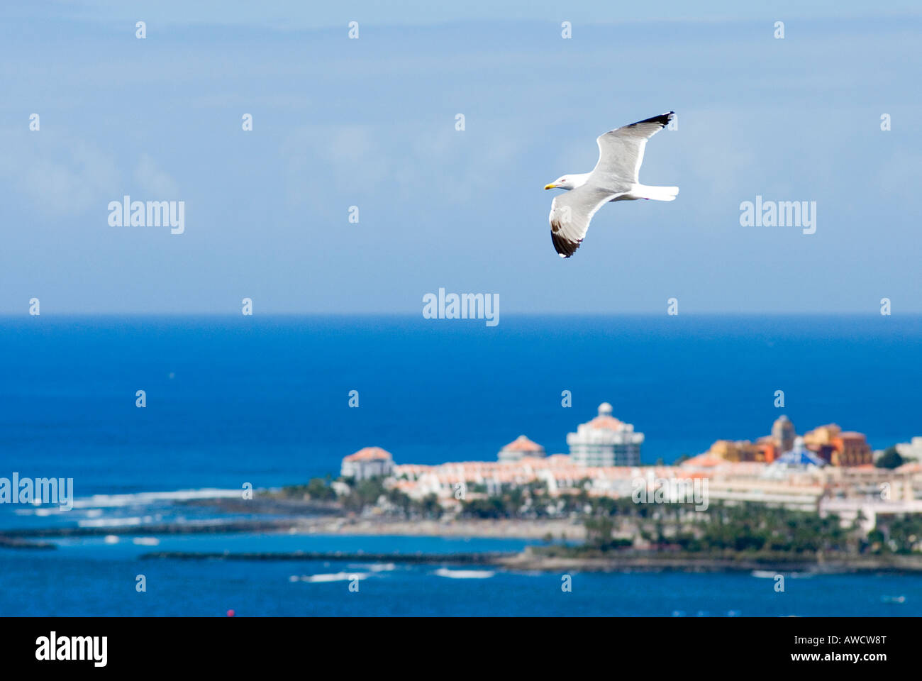 Spain Canary Islands Tenerife Los Cristianos Herring Gull flying Larus ...