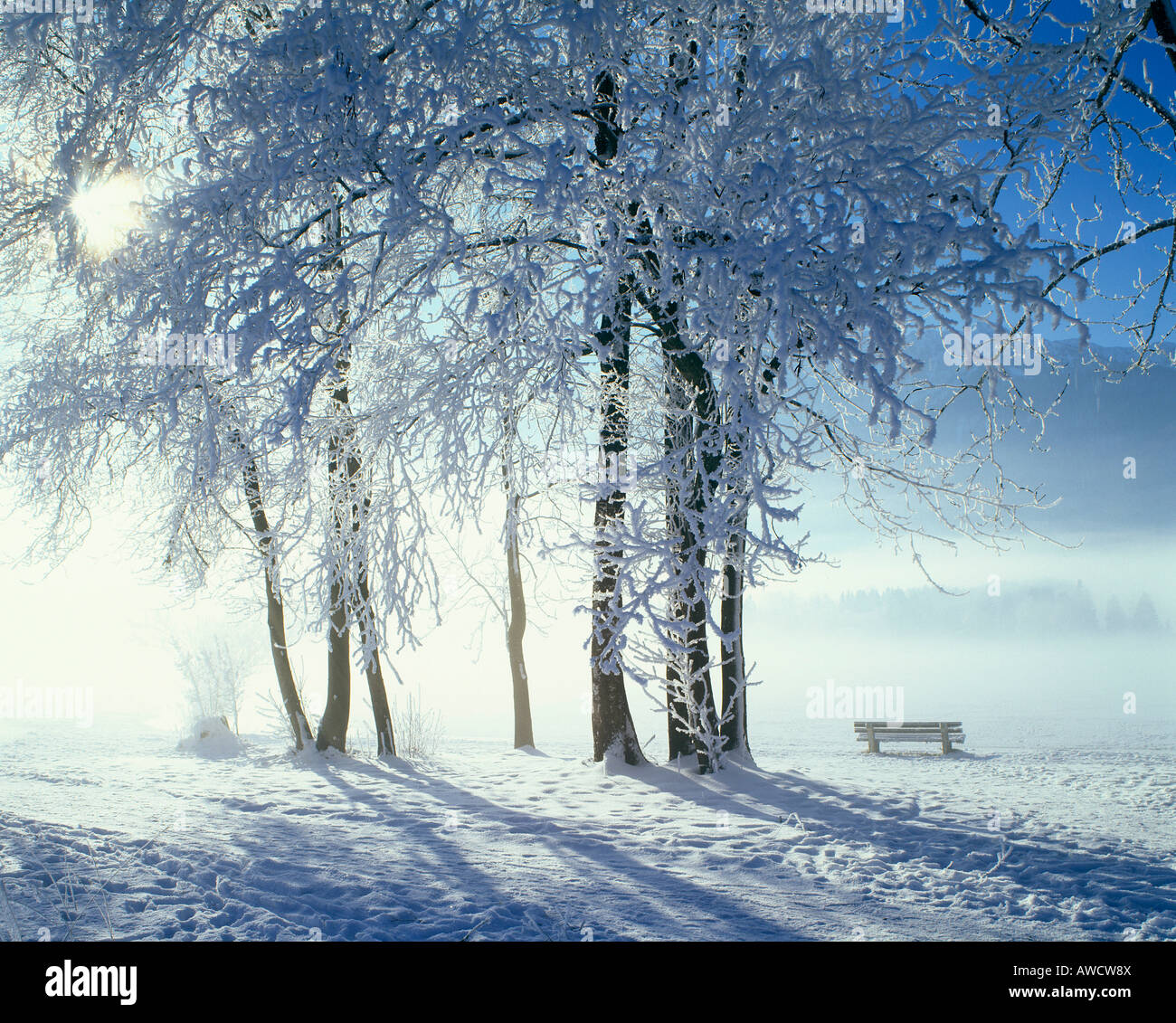Winter time snow tree hoarfrost Stock Photo - Alamy