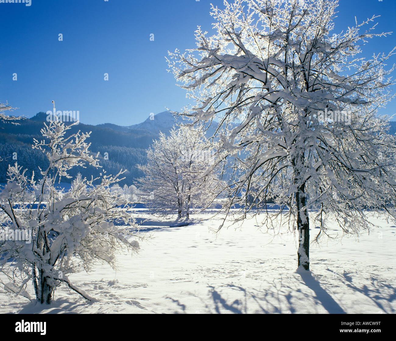 Reif winter winterlich hi-res stock photography and images - Alamy