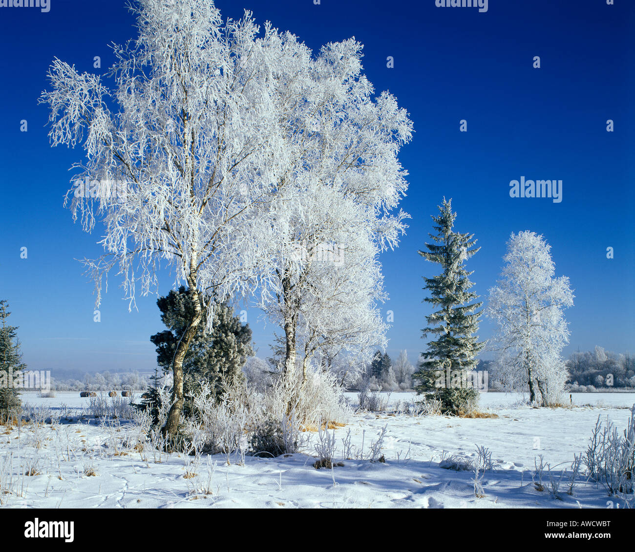 Hoar forst hi-res stock photography and images - Alamy