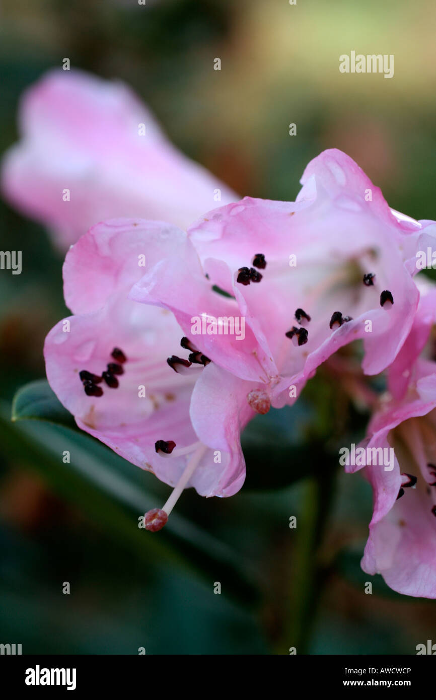 Rhodo rhododendron hi-res stock photography and images - Alamy