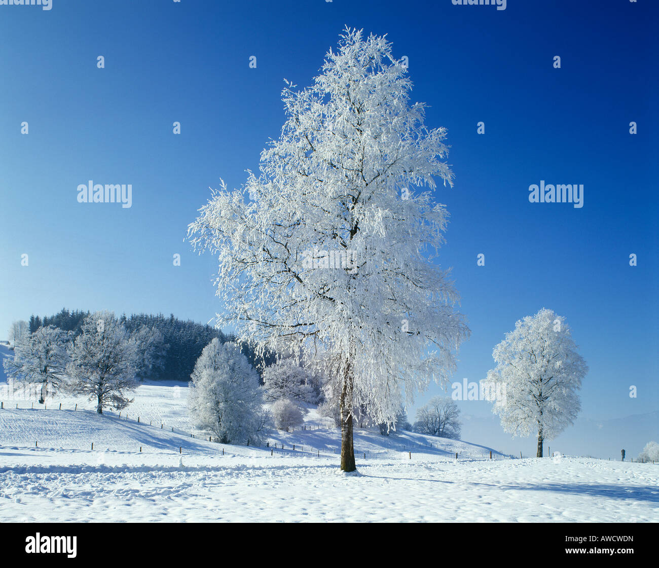 Hoar forst hi-res stock photography and images - Alamy