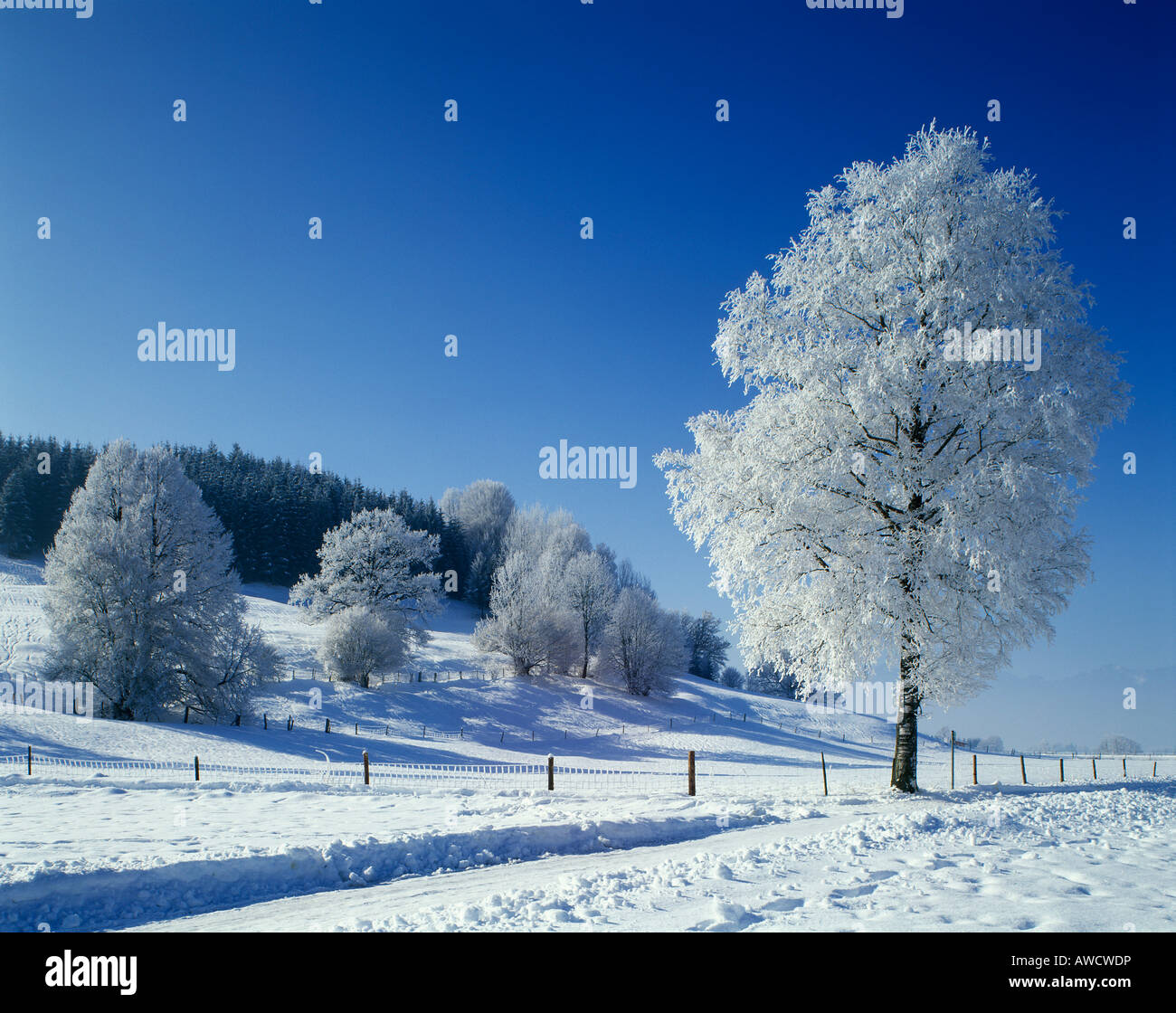Hoar forst hi-res stock photography and images - Alamy