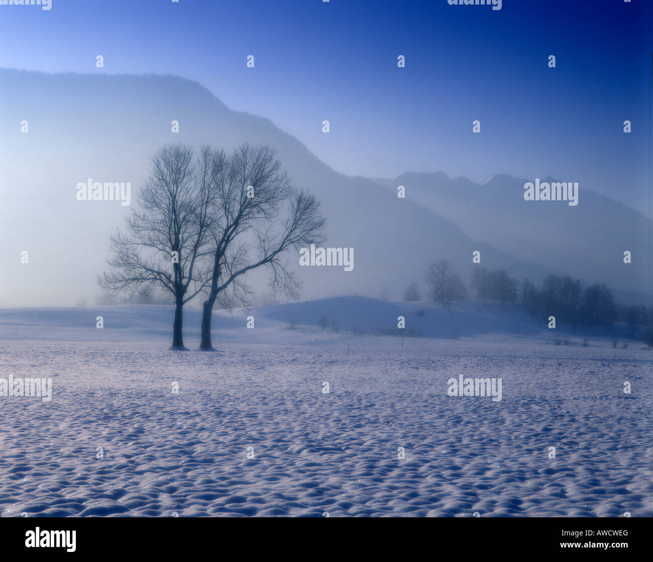 Hoar forst hi-res stock photography and images - Alamy