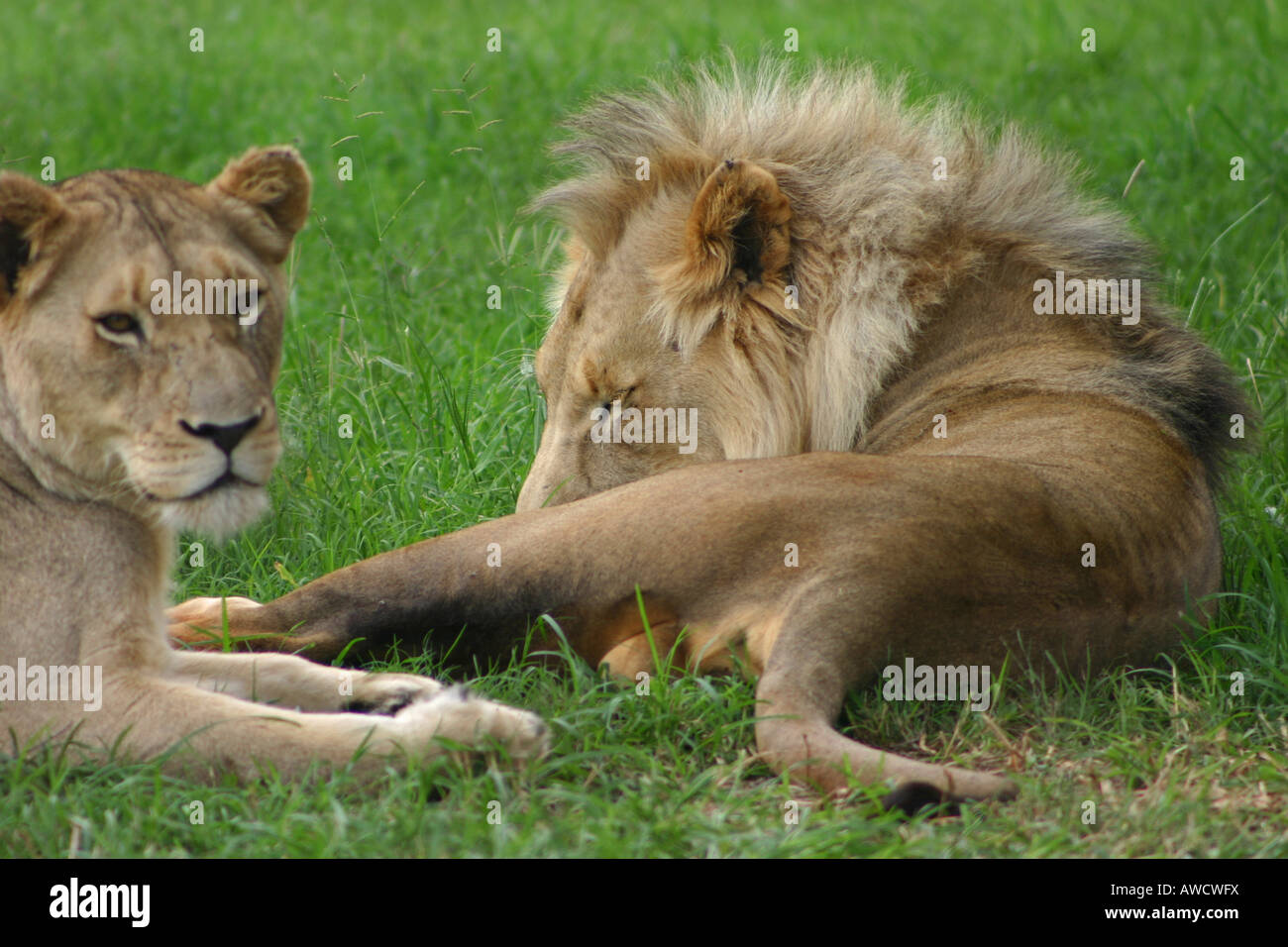 Lions at rest Stock Photo - Alamy