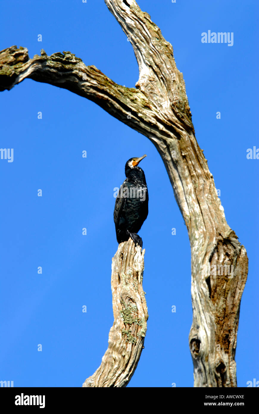 Indian shag in periyar tiger hi-res stock photography and images - Alamy