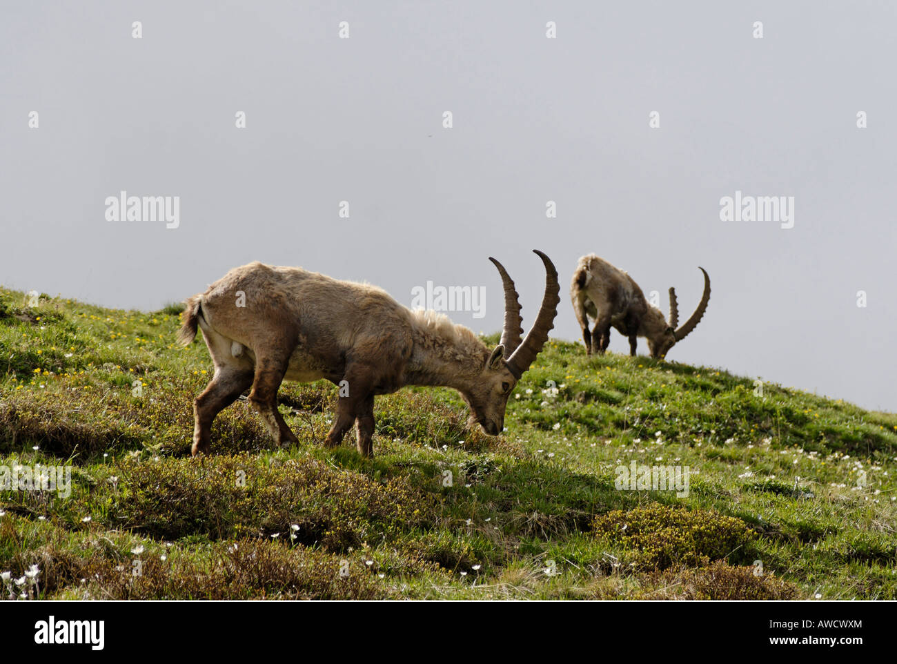 Gran Paradiso National Park between Piemonte Piedmont and Aosta valley ...