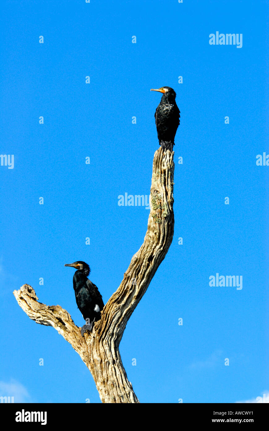 Indian shags hi-res stock photography and images - Alamy