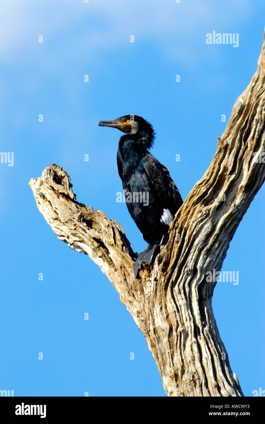 INDIAN SHAG IN PERIYAR TIGER RESERVE THEKKADY Stock Photo - Alamy