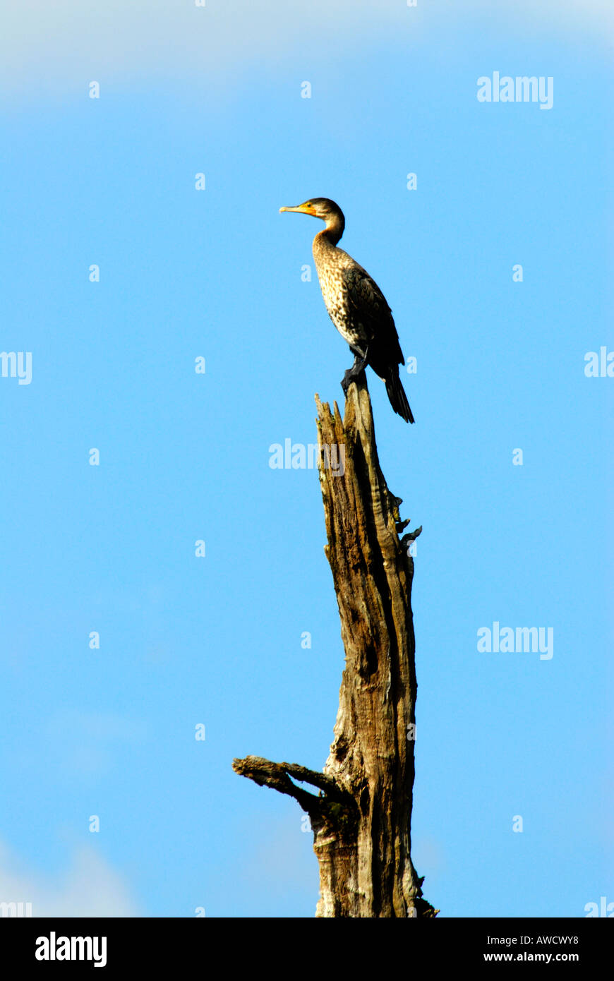 Indian shags hi-res stock photography and images - Alamy