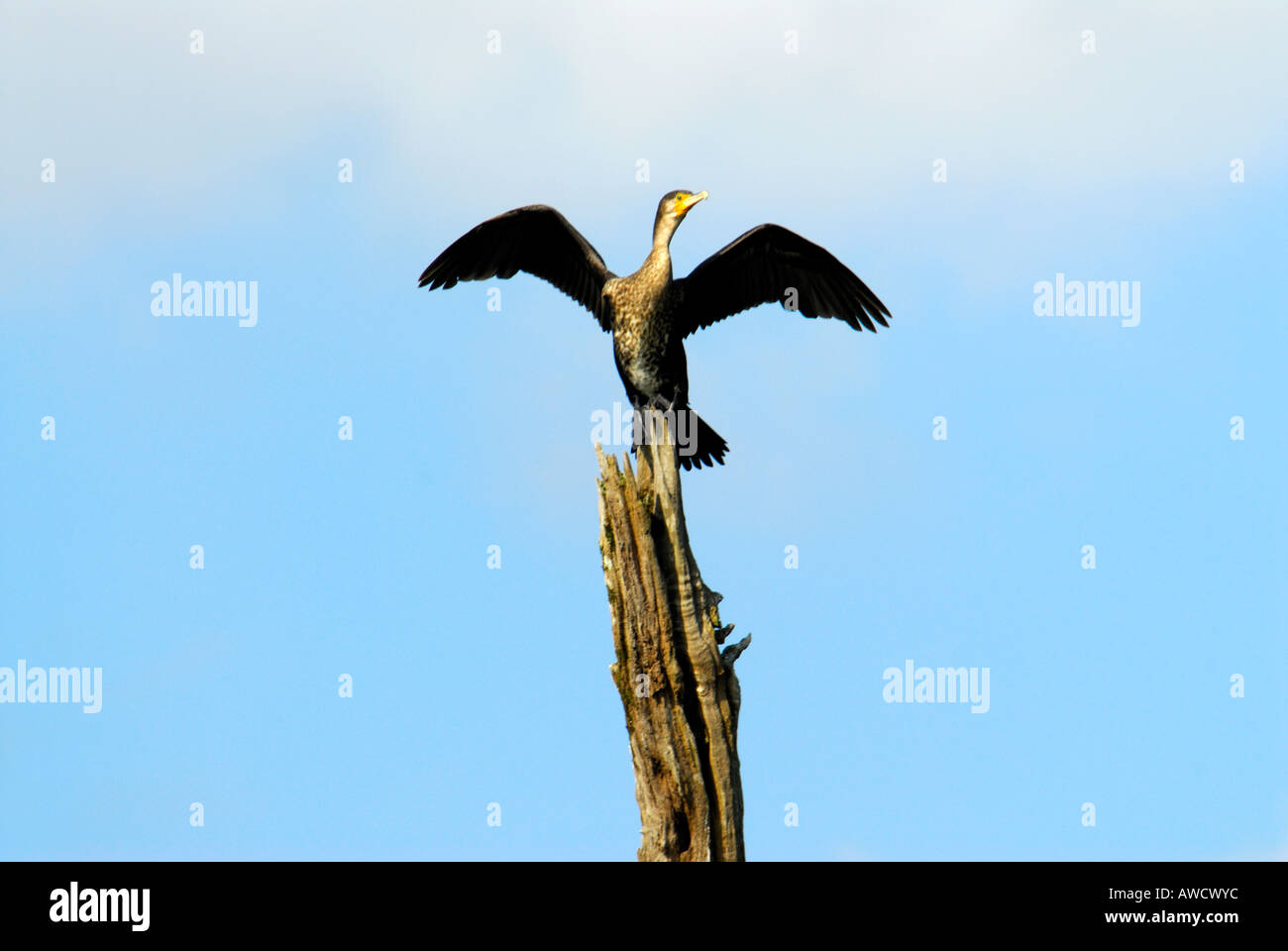 Indian shags hi-res stock photography and images - Alamy