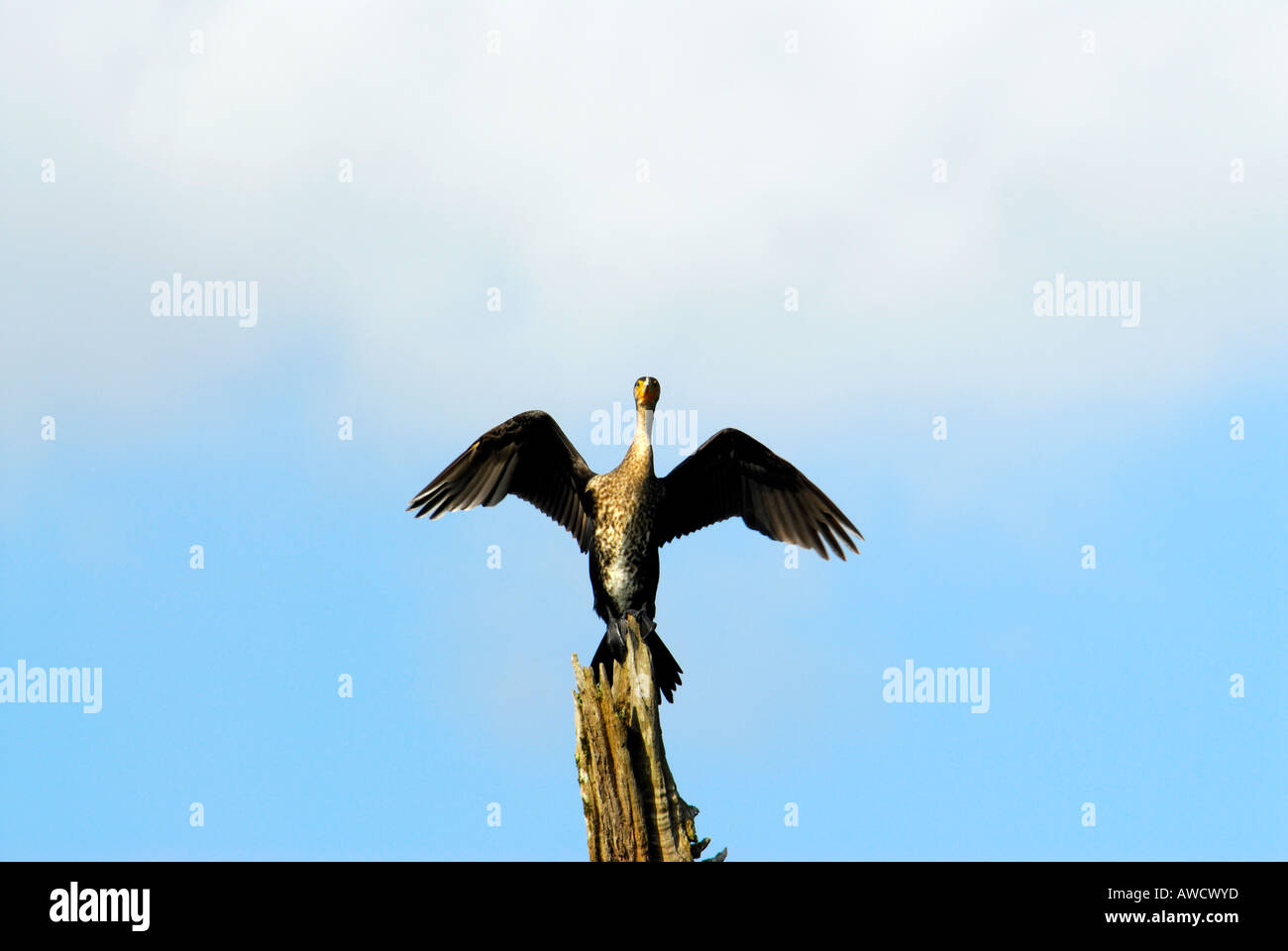 INDIAN SHAG IN PERIYAR TIGER RESERVE THEKKADY Stock Photo - Alamy