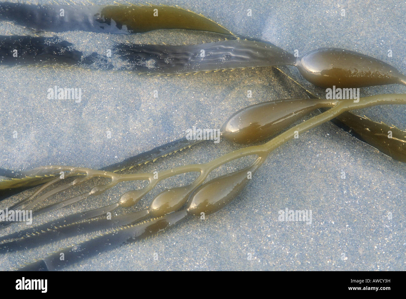 Kelp on the beach, Olympic National Park, Washington State Stock Photo ...