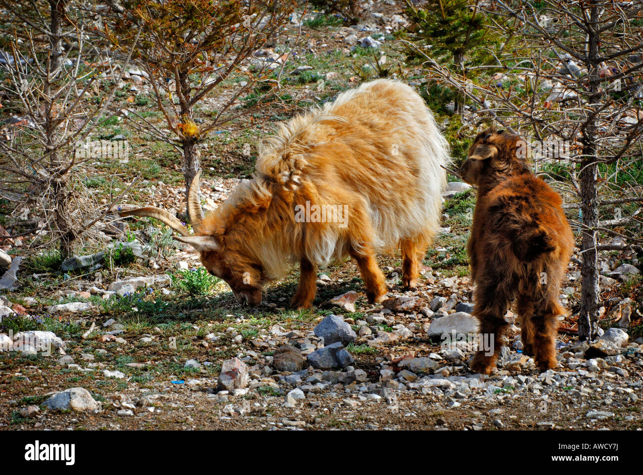 Changthangi hi-res stock photography and images - Alamy