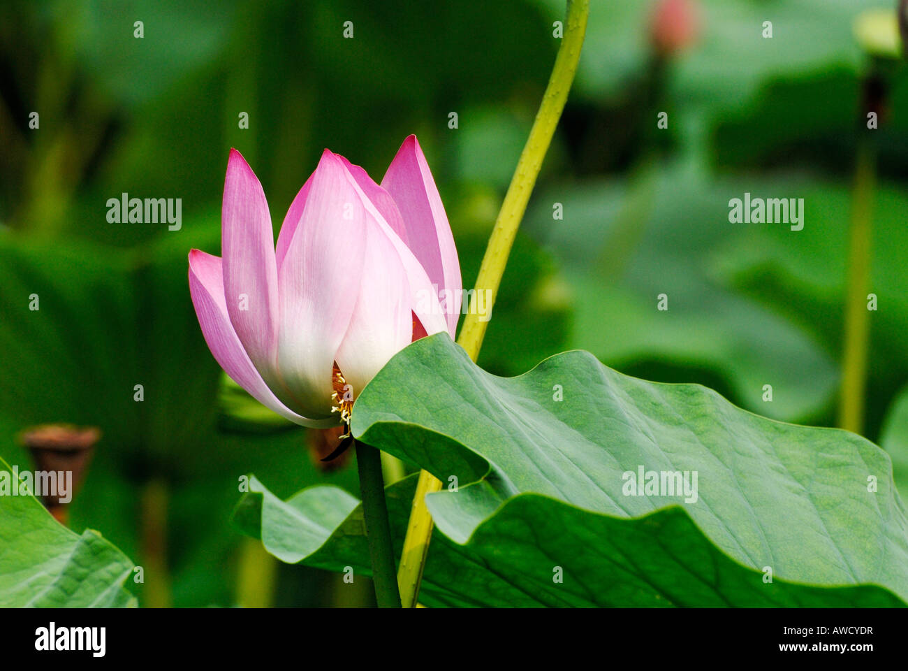 China lotus hi-res stock photography and images - Alamy