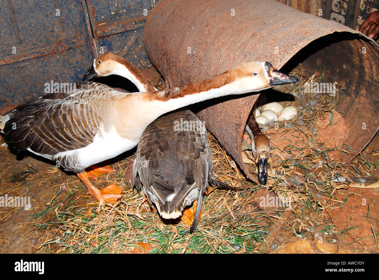 Geese and eggs Stock Photo - Alamy