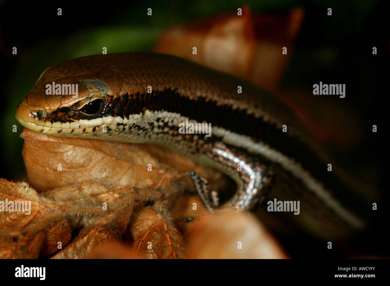 Mabuya hi-res stock photography and images - Alamy