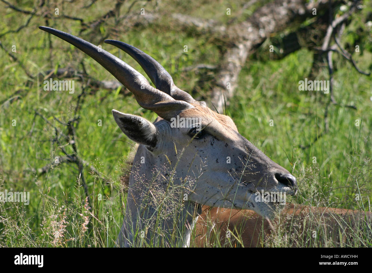 Eland close up head shot Stock Photo - Alamy