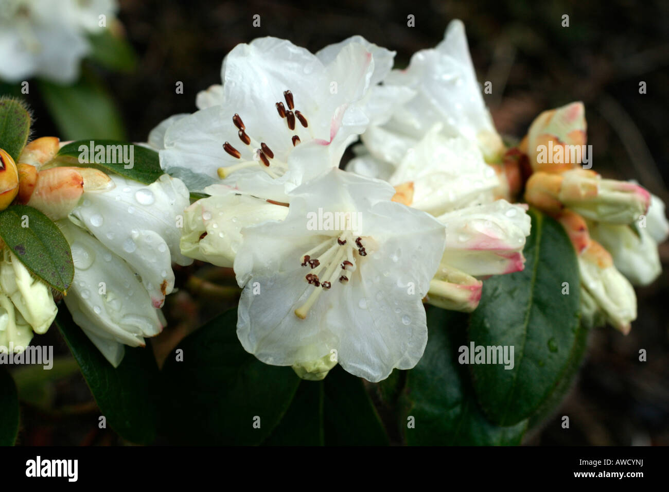 Rhododendron white lady hi-res stock photography and images - Alamy