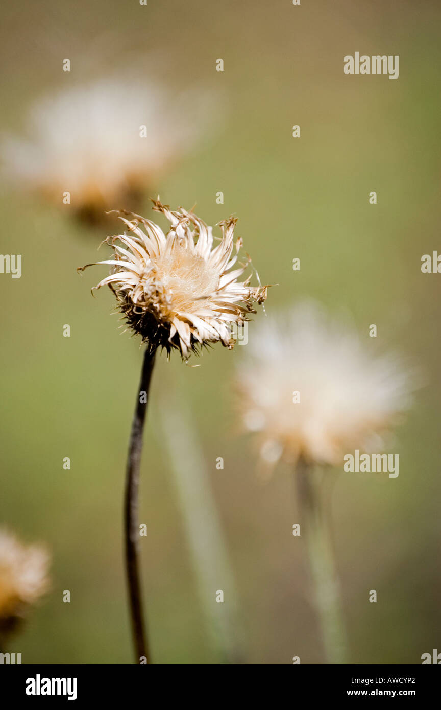 Fuzzy wildflower hi-res stock photography and images - Alamy