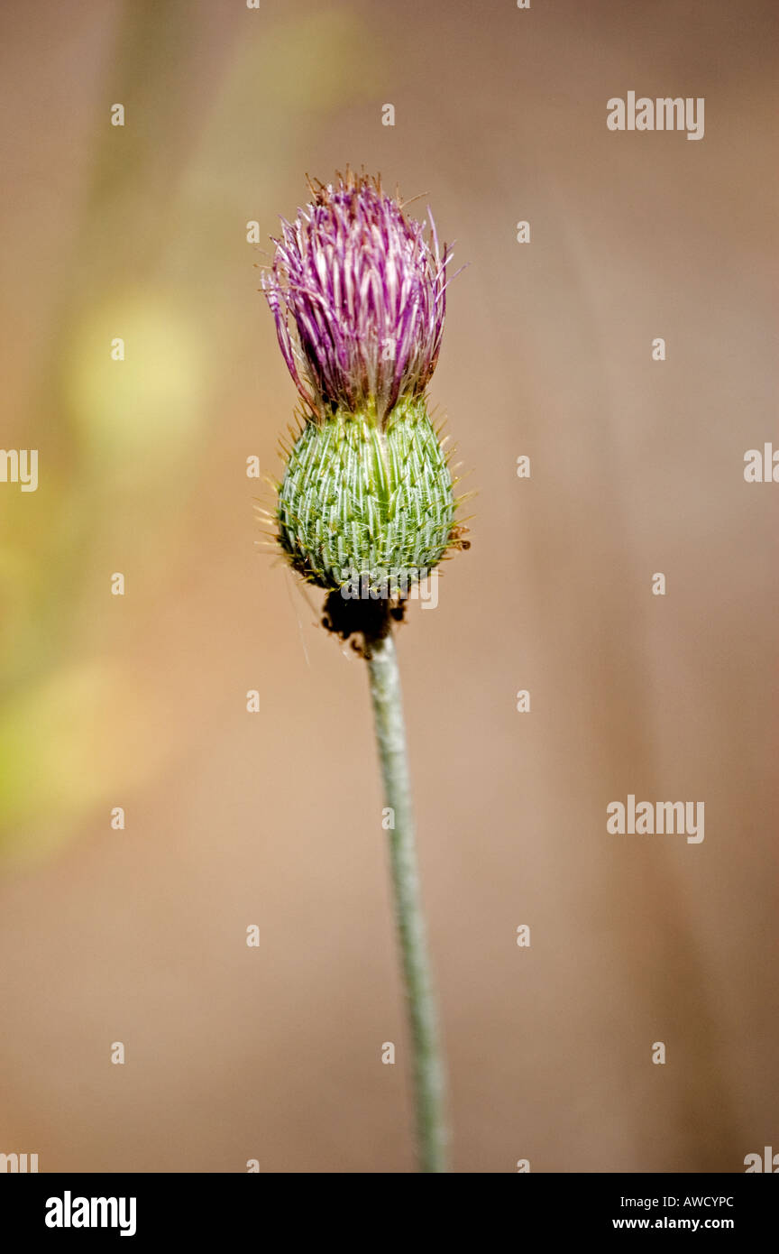 budding flower stem Stock Photo - Alamy