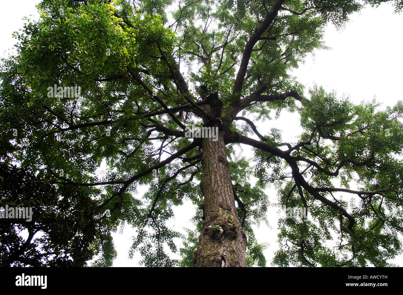 Ginkgo (Ginkgo biloba), Yuyuan Garden, Shanghai, China, Asia Stock ...