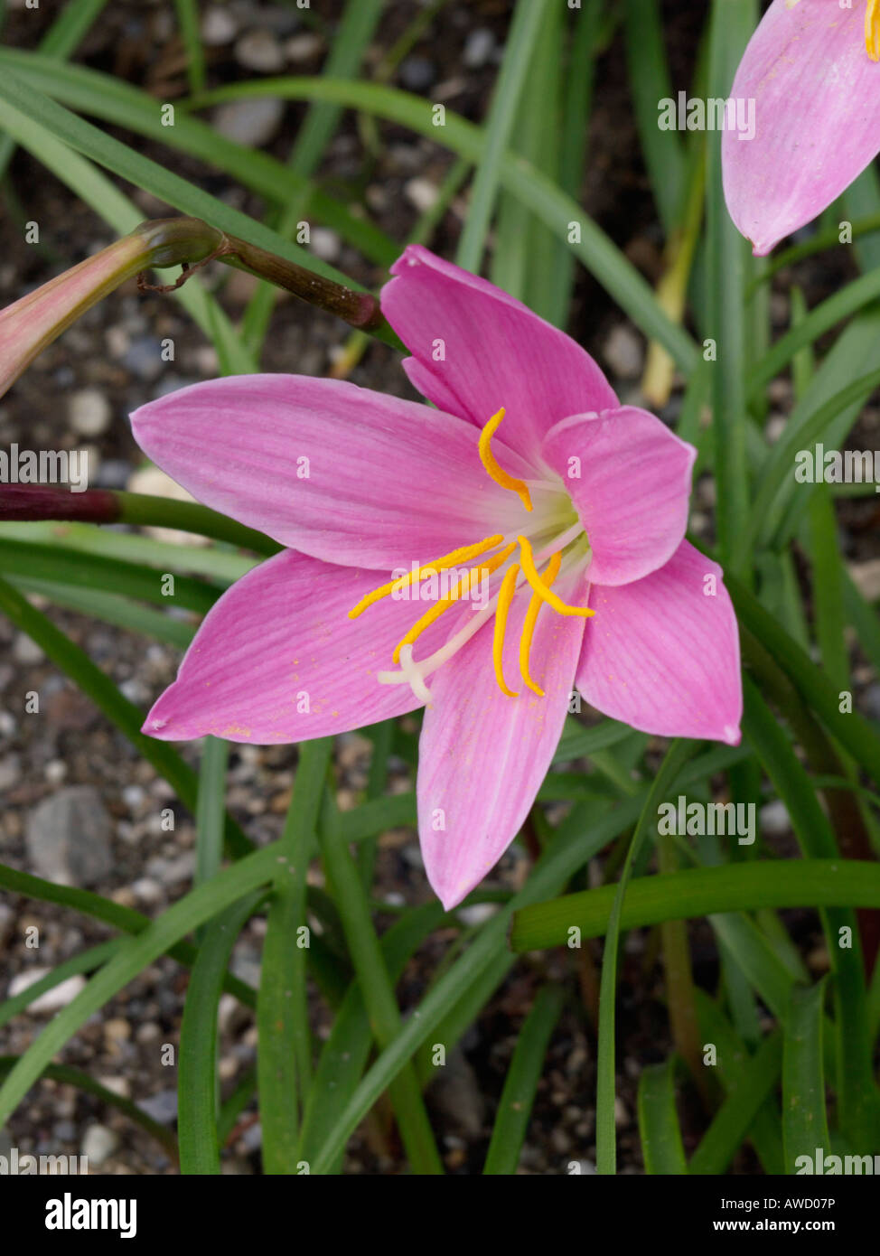 Pink rain lily (Zephyranthes grandiflora Stock Photo - Alamy
