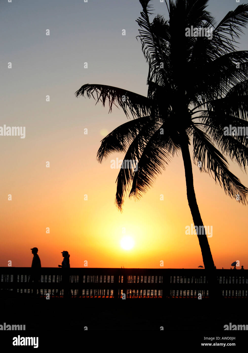 Sunset, palm tree, Key West, Florida, USA Stock Photo - Alamy