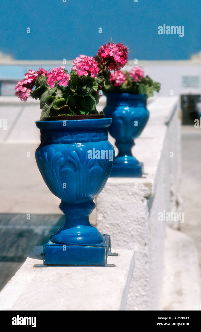 Bright blue urn shaped flower pots with pink geraniums sitting on white ...