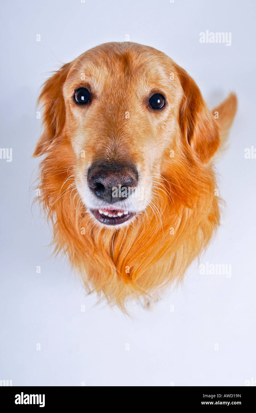 Puppy dog eyes hi-res stock photography and images - Alamy