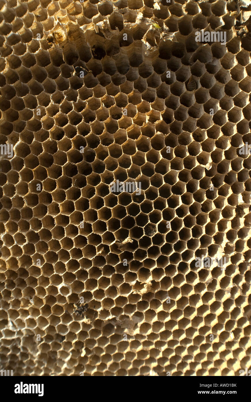 The honeycombe structure of a wasps' next Stock Photo - Alamy