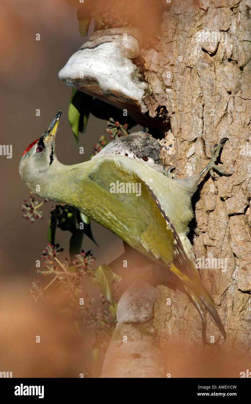 Grey-headed Woodpecker (Picus canus Stock Photo - Alamy