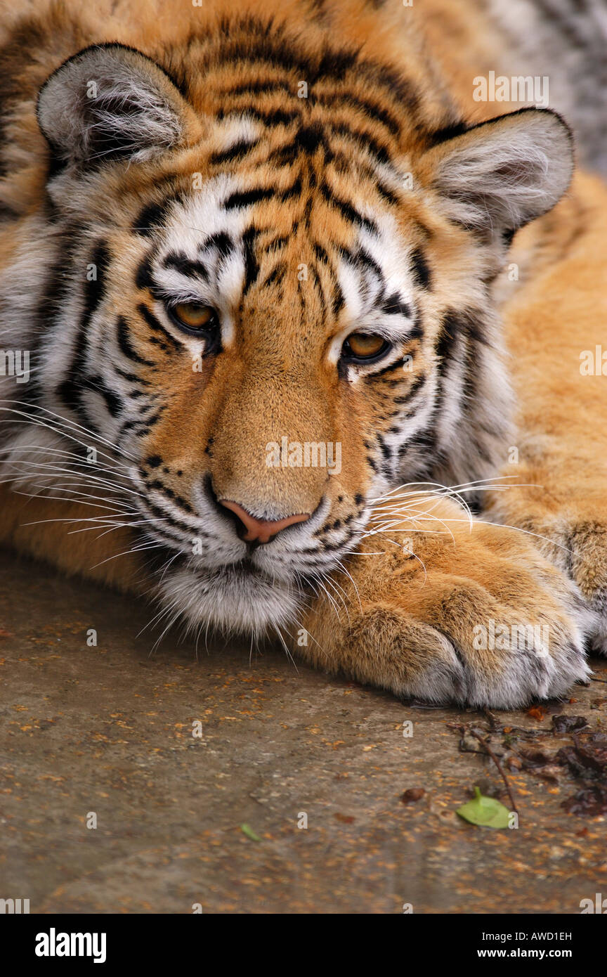 Siberian Tiger (Panthera tigris altaica), cub Stock Photo - Alamy