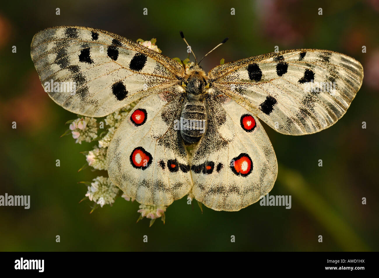Mountain Apollo (Parnassius apollo Stock Photo - Alamy