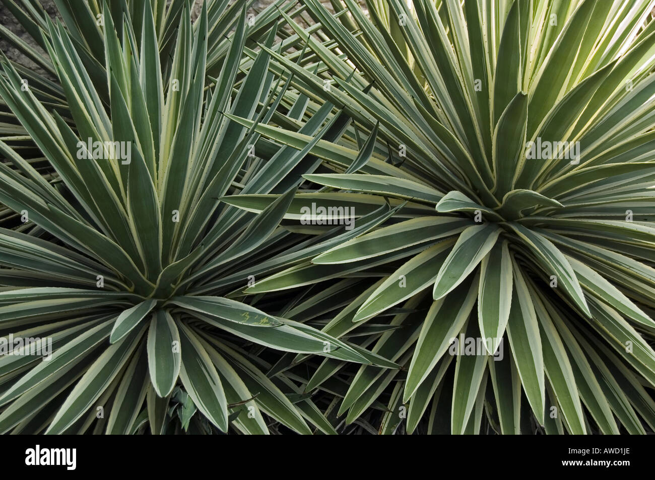 Agave garden texas hi-res stock photography and images - Alamy
