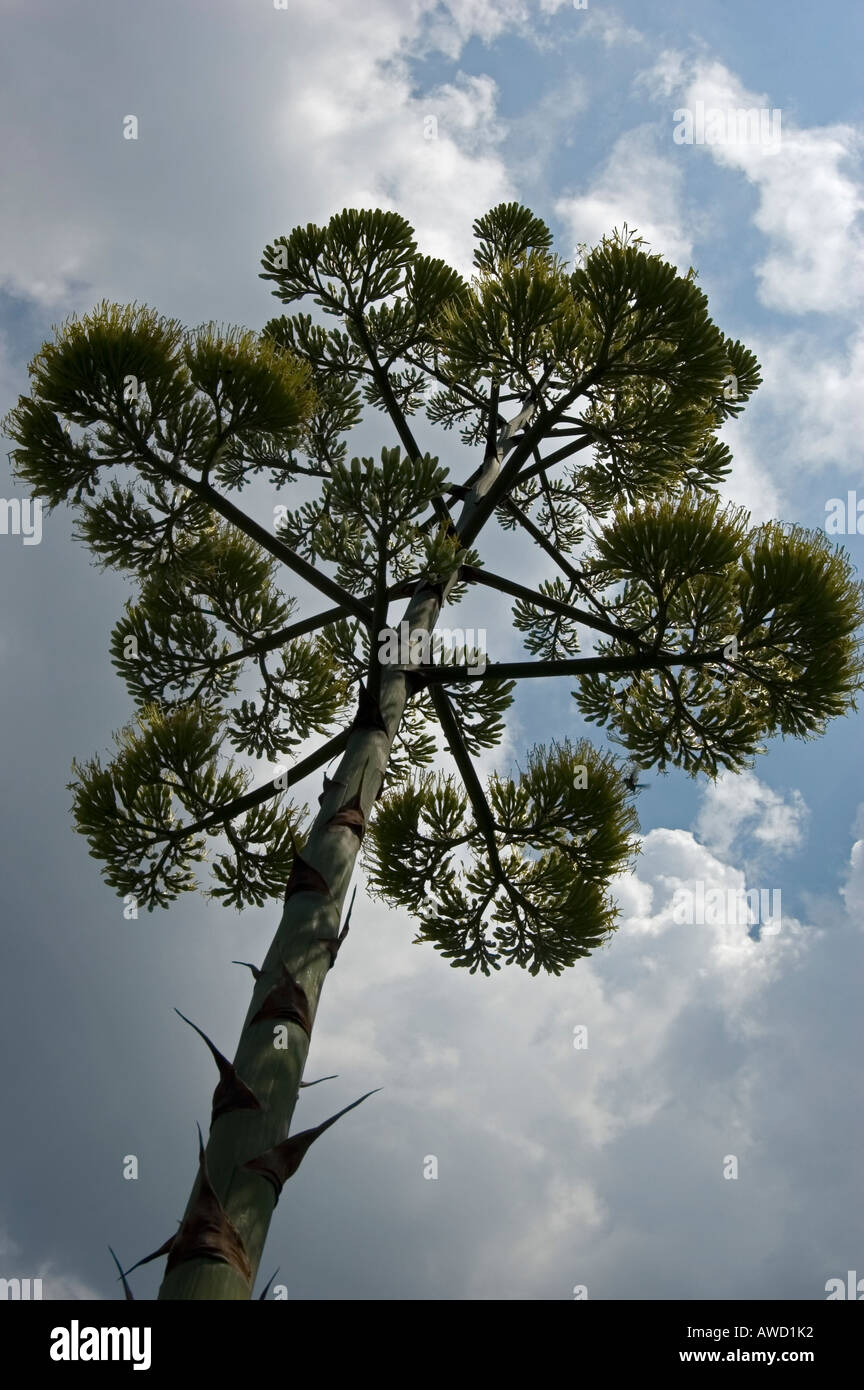 Tall century plant hi-res stock photography and images - Alamy
