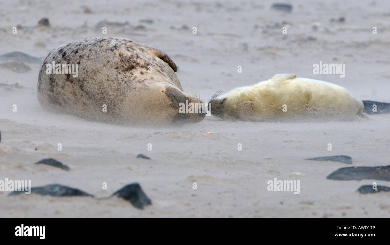 Two seal marks hi-res stock photography and images - Alamy