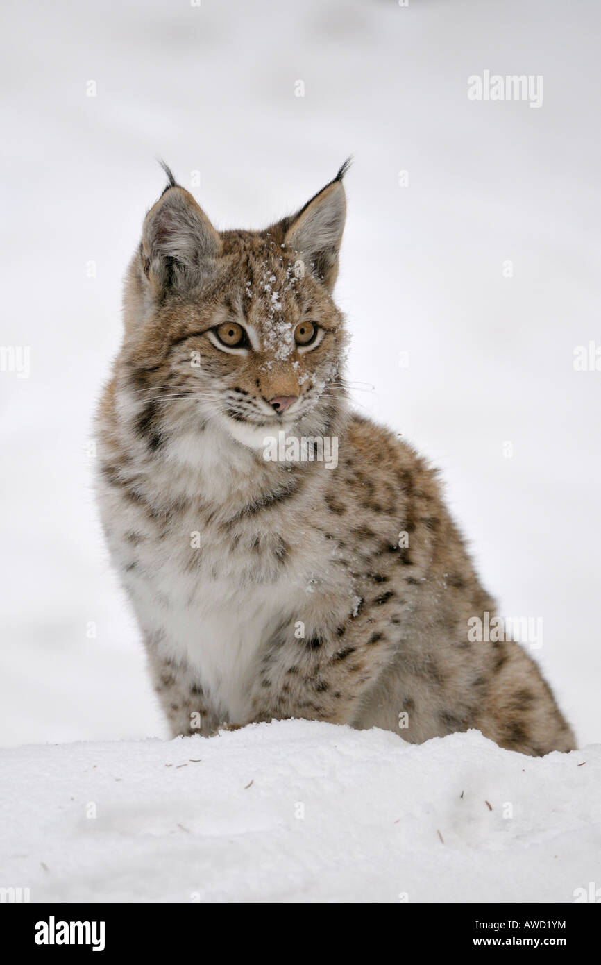 Eurasian Lynx (Lynx lynx) cub in the snow, Bavarian Forest, Bavaria ...
