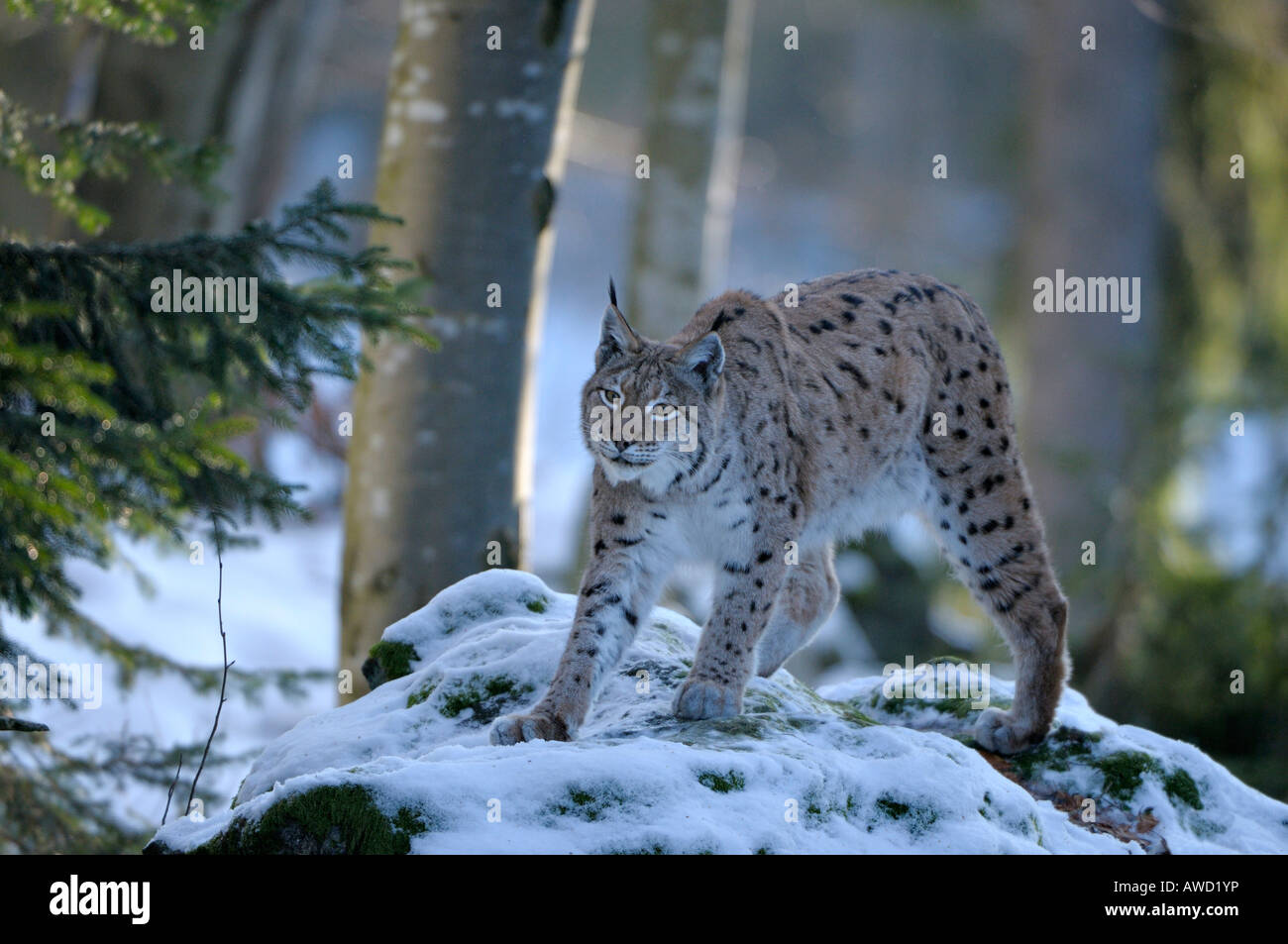 Eurasian Lynx (Lynx lynx) female in the snow, Bavarian Forest, Bavaria ...