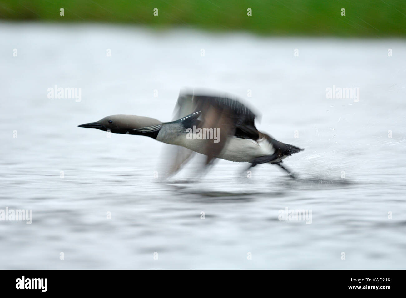 One blur loon hi-res stock photography and images - Alamy