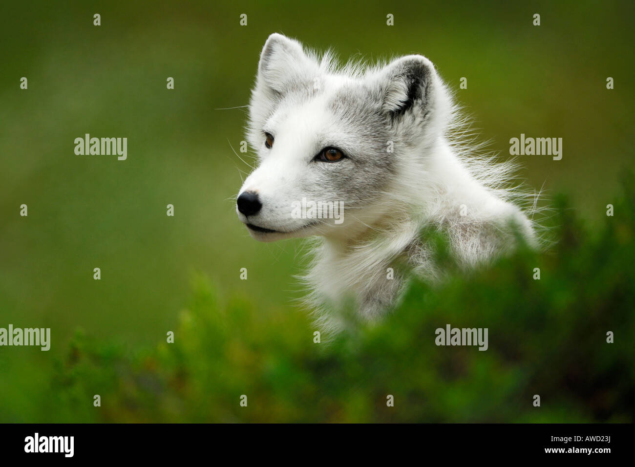 Arctic Fox (Alopex lagopus) portrait, Norway, Scandinavia, Europe Stock ...