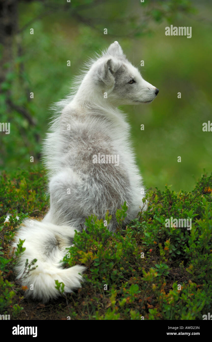 Norway arctic fox hi-res stock photography and images - Alamy