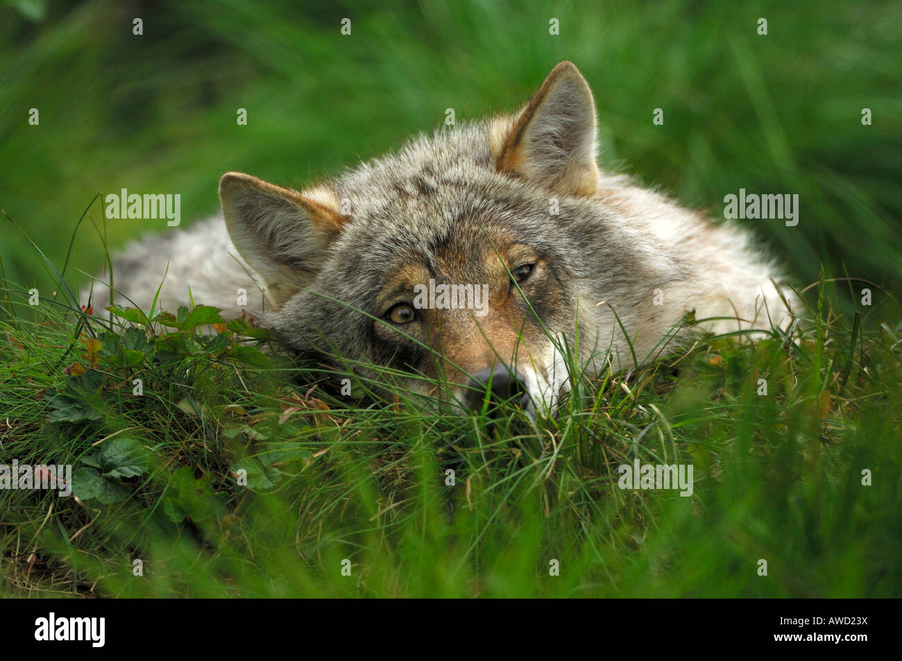 Dead Wolf Pup