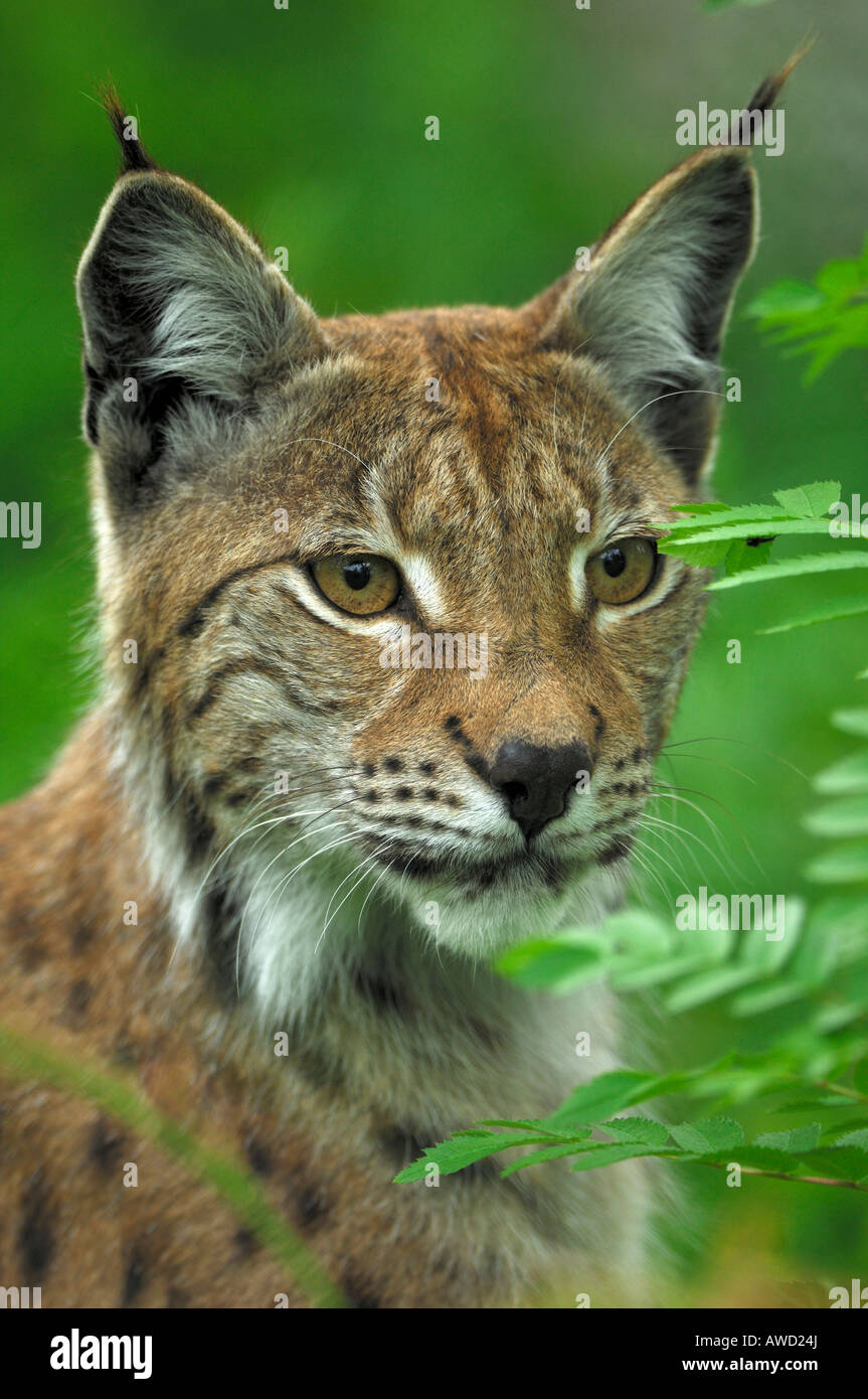 Eurasian Lynx (Lynx lynx) portrait, northern Norway, Scandinavia ...